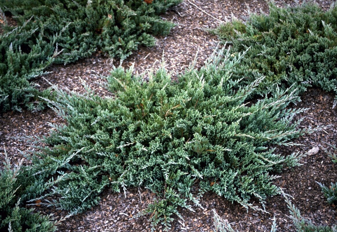 Juniperus Horizontalis Blue Chip Creeping Juniper | SiteOne