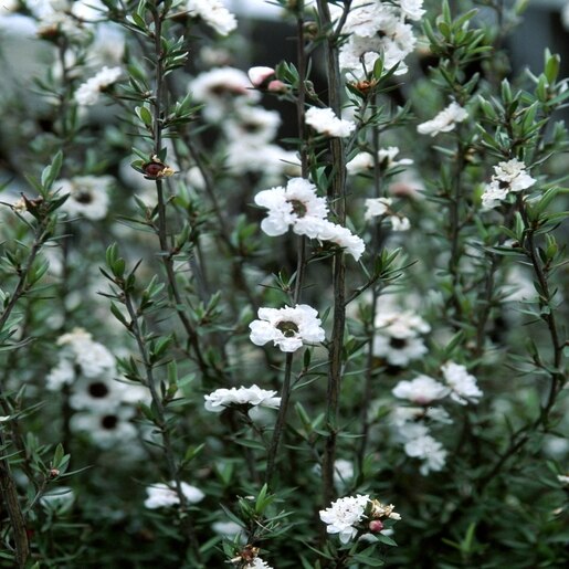 Leptospermum Scoparium Snow White New Zealand Tea Tree | SiteOne