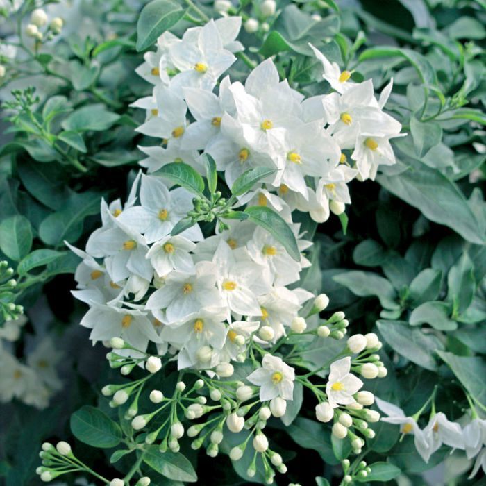 Solanum Jasminoides Potato Vine | SiteOne