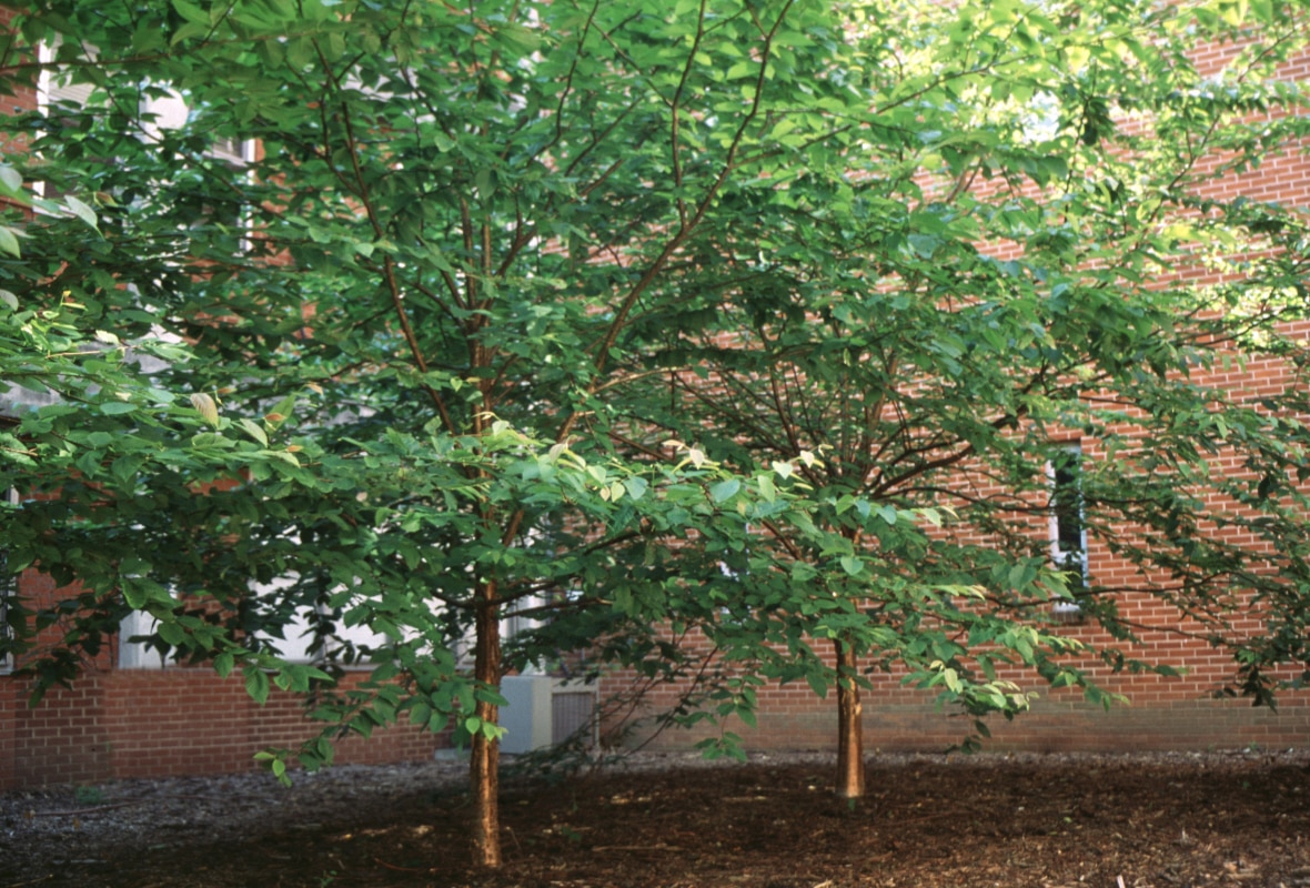 Betula Lenta Sweet Birch | SiteOne