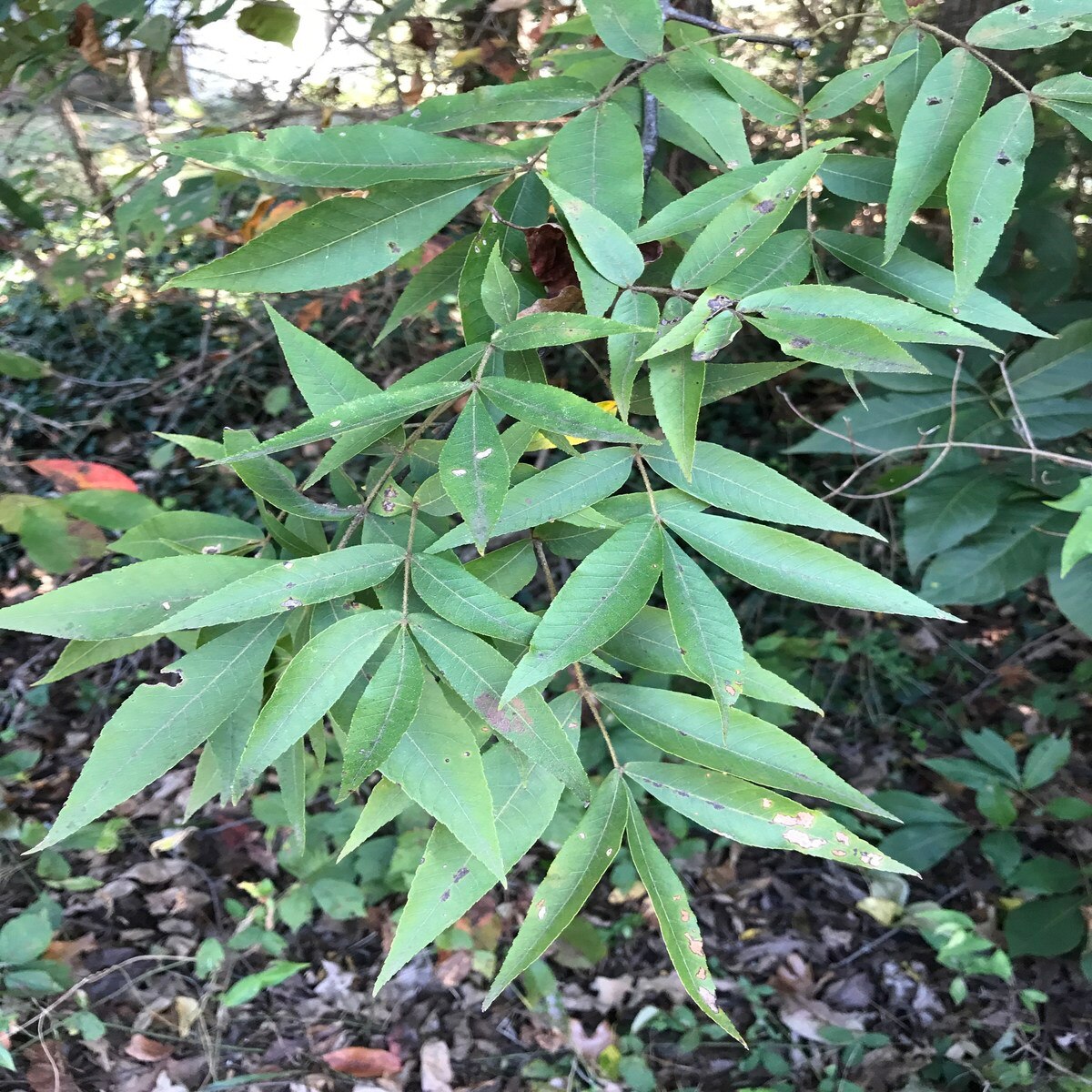 Carya Ovalis Red Hickory | SiteOne