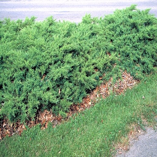Juniperus Chinensis Pfitzeriana Compacta - Chinese Juni | SiteOne