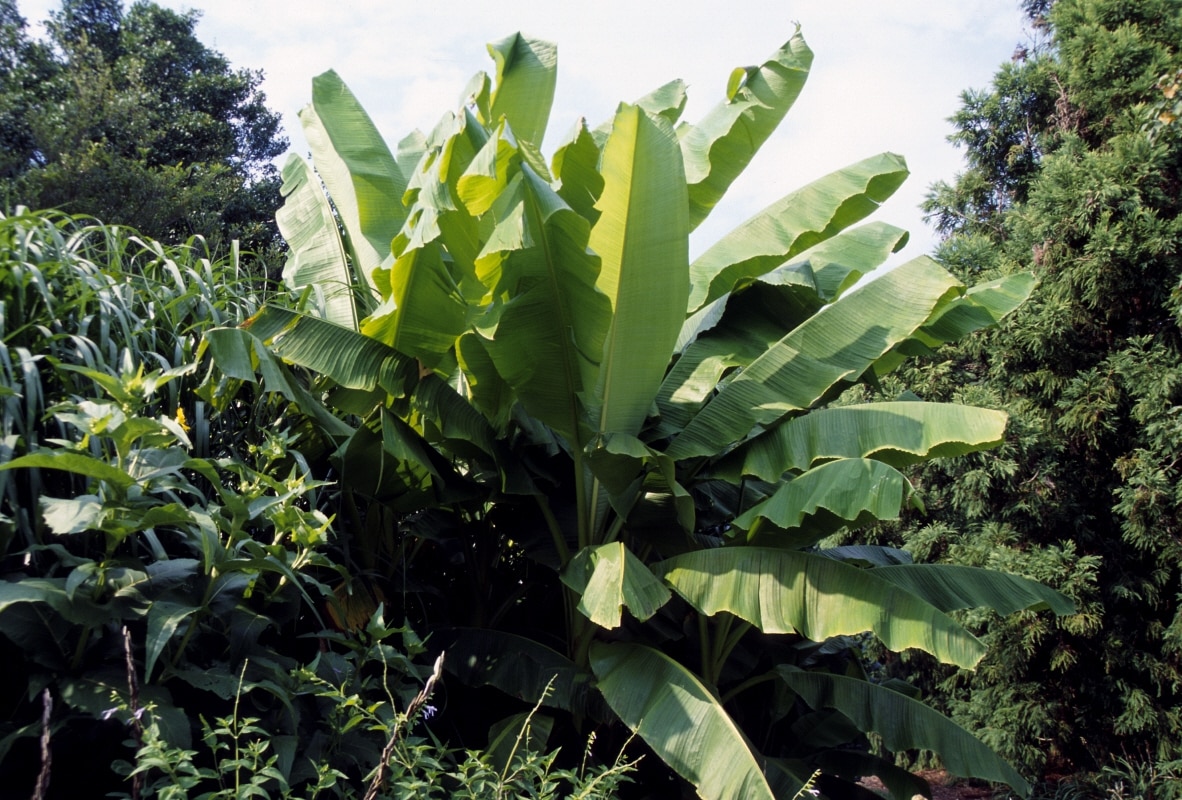 Musa Basjoo Japanese Banana | SiteOne