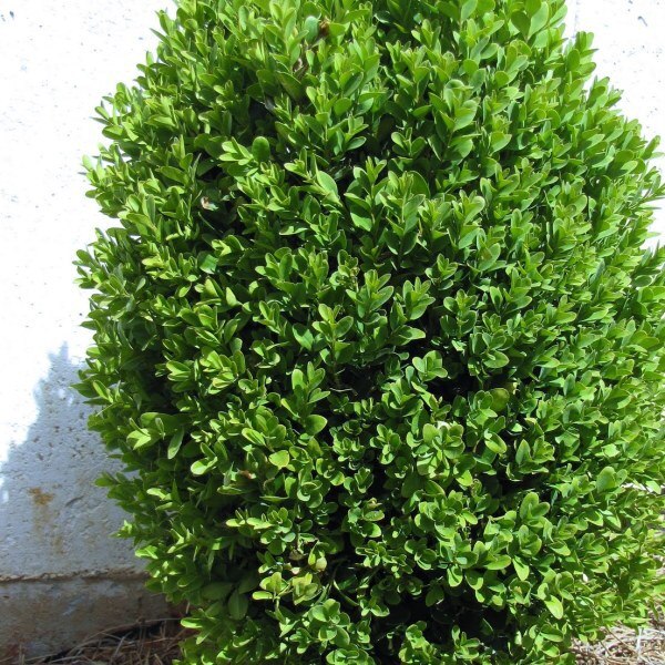 Ilex Crenata Chesapeake Japanese Holly | SiteOne