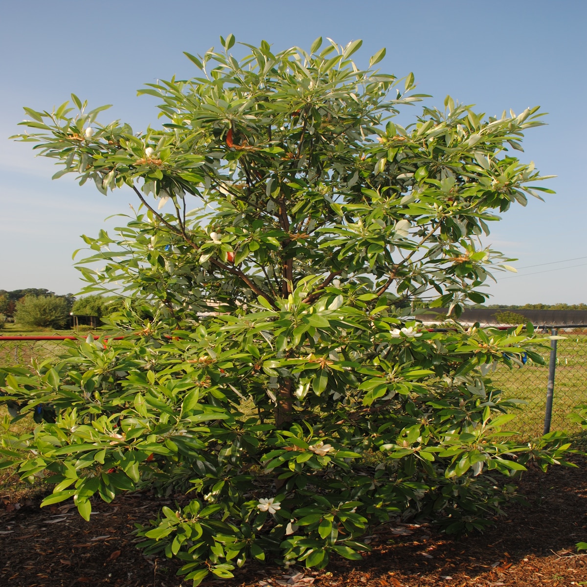 Magnolia Virginiana var. Australis Swamp Magnolia | SiteOne
