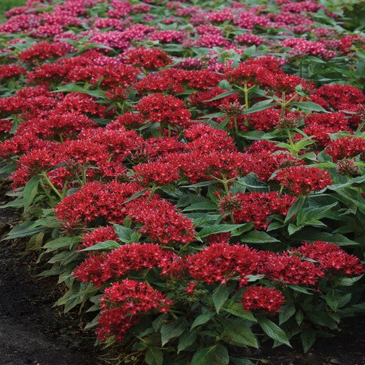 Pentas Lanceolata Lucky Star Dark Red Egyptian Starclus | SiteOne