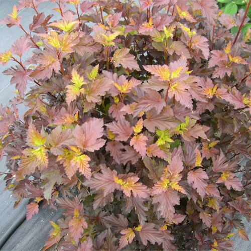 Physocarpus Opulifolius Center Glow Ninebark | SiteOne