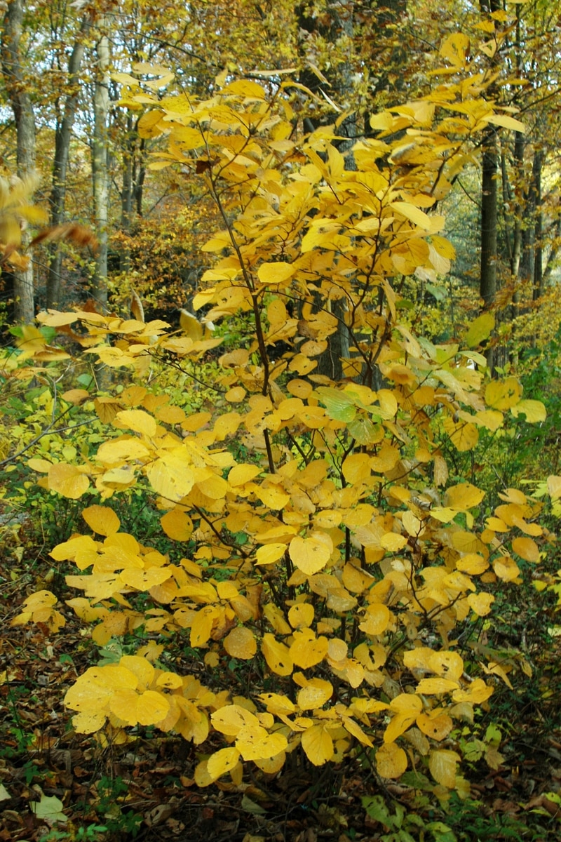 Corylopsis Pauciflora Buttercup Winter Hazel | SiteOne