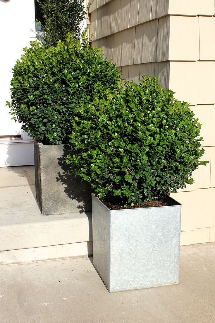 Buxus Microphylla Sprinter Boxwood | SiteOne