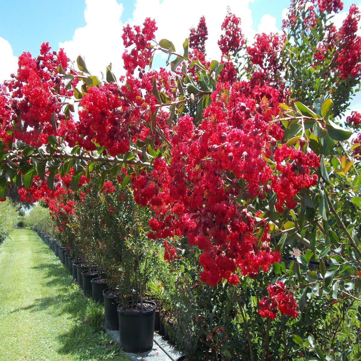 Lagerstroemia Indica Red Rooster Crape Myrtle | SiteOne