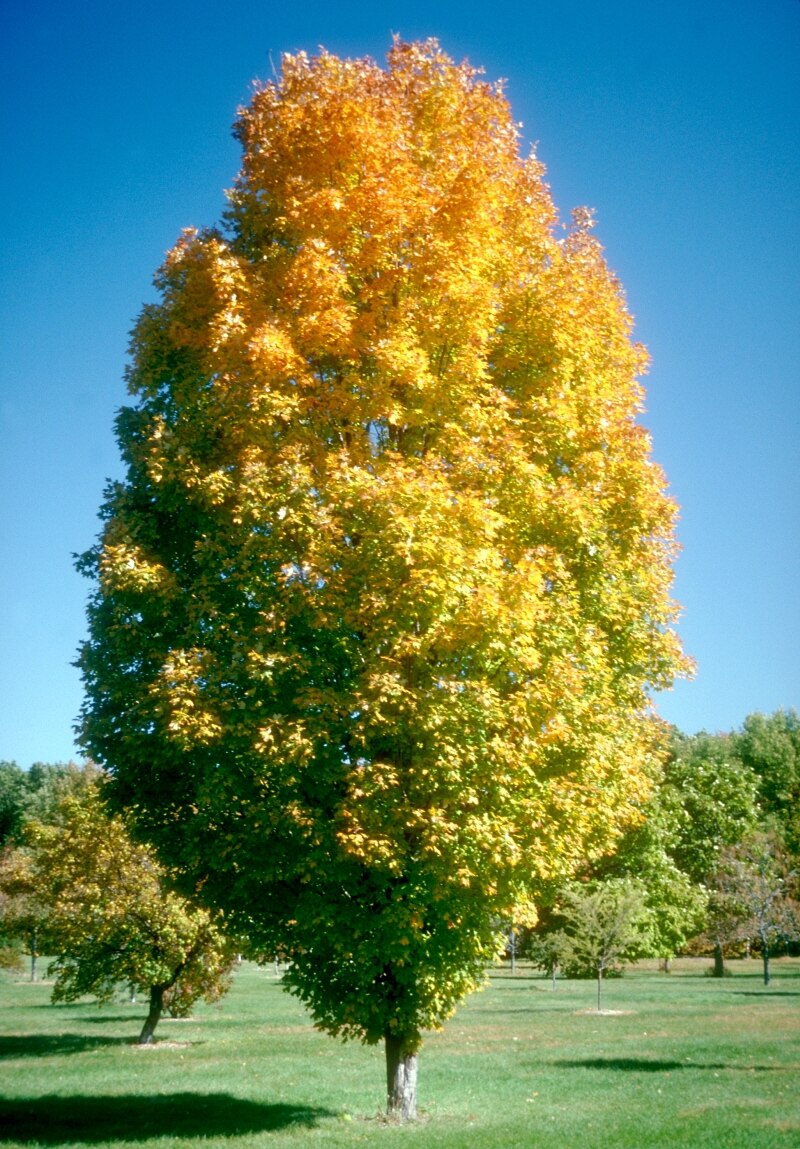 Acer Saccharum Sugar Maple | SiteOne
