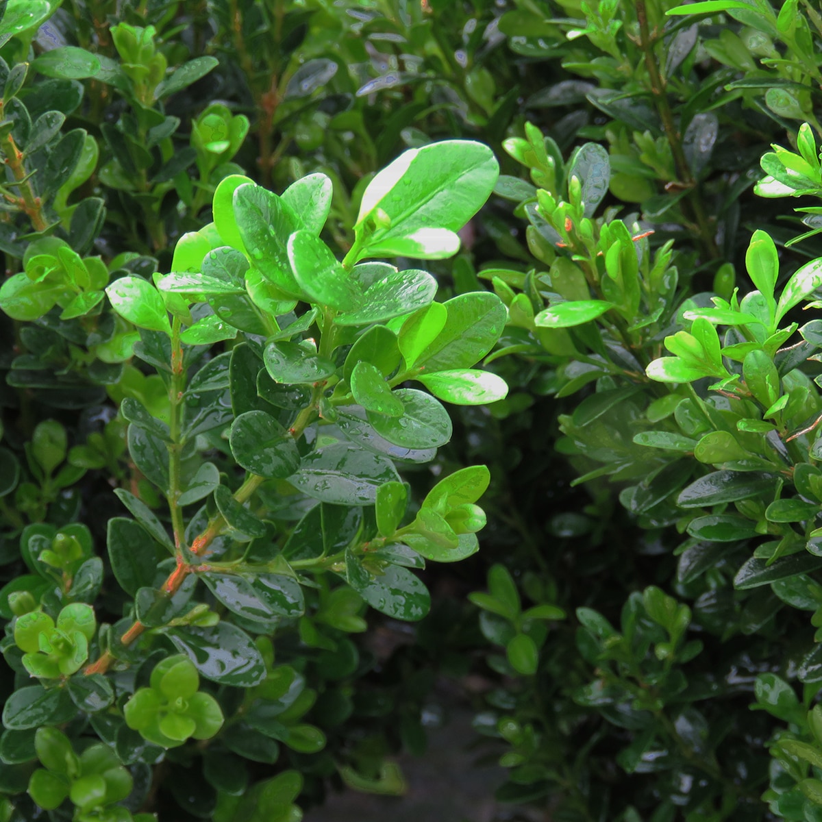 Buxus Microphylla var. Baby Jade Boxwood | SiteOne