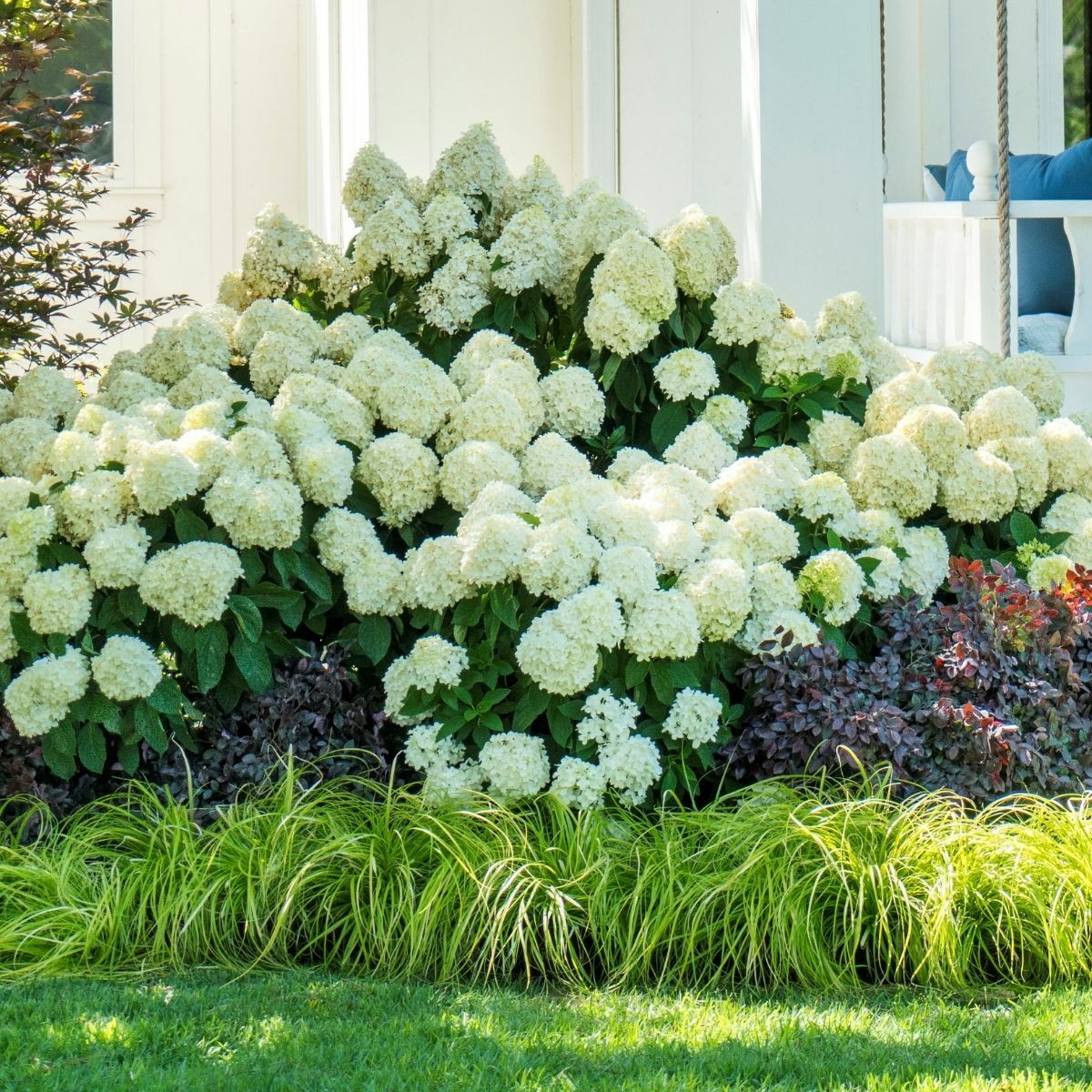 Hydrangea Paniculata White Wedding Panicle Hydrangea | SiteOne