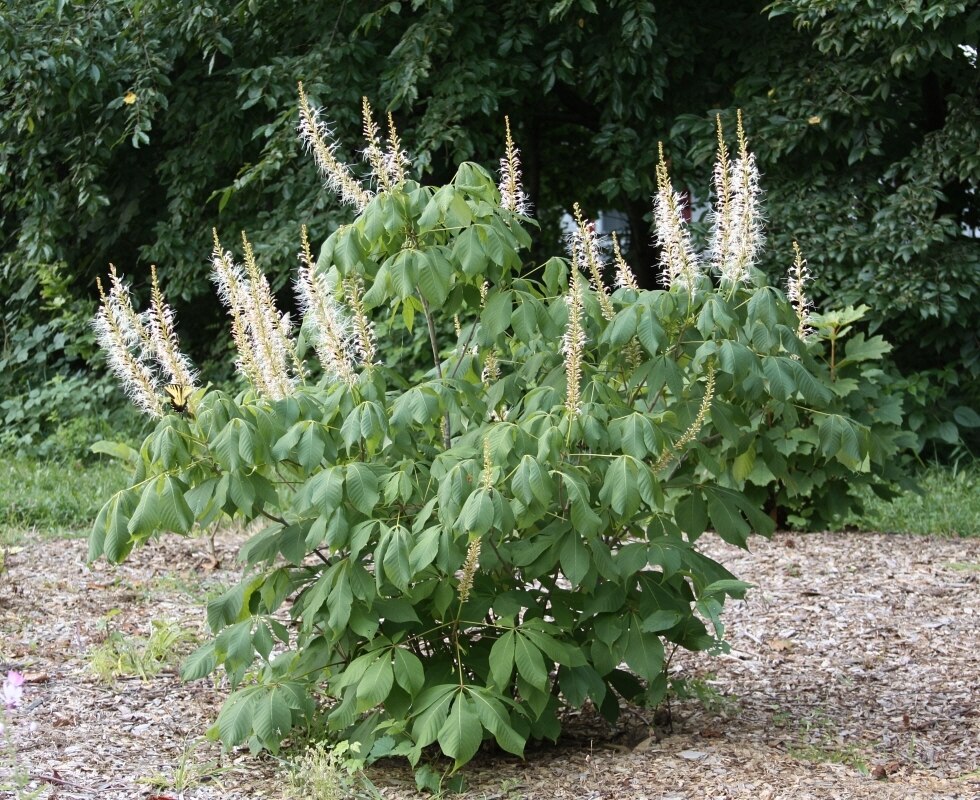 Aesculus Parviflora Bottlebrush Buckeye | SiteOne