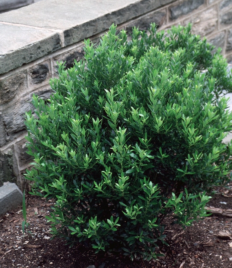 Ilex Glabra Shamrock Inkberry Holly | SiteOne