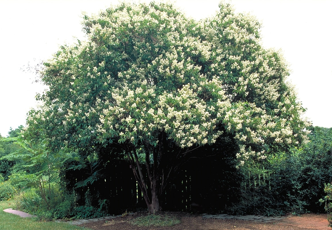 Lagerstroemia Fauriei Townhouse Japanese Crape Myrtle | SiteOne