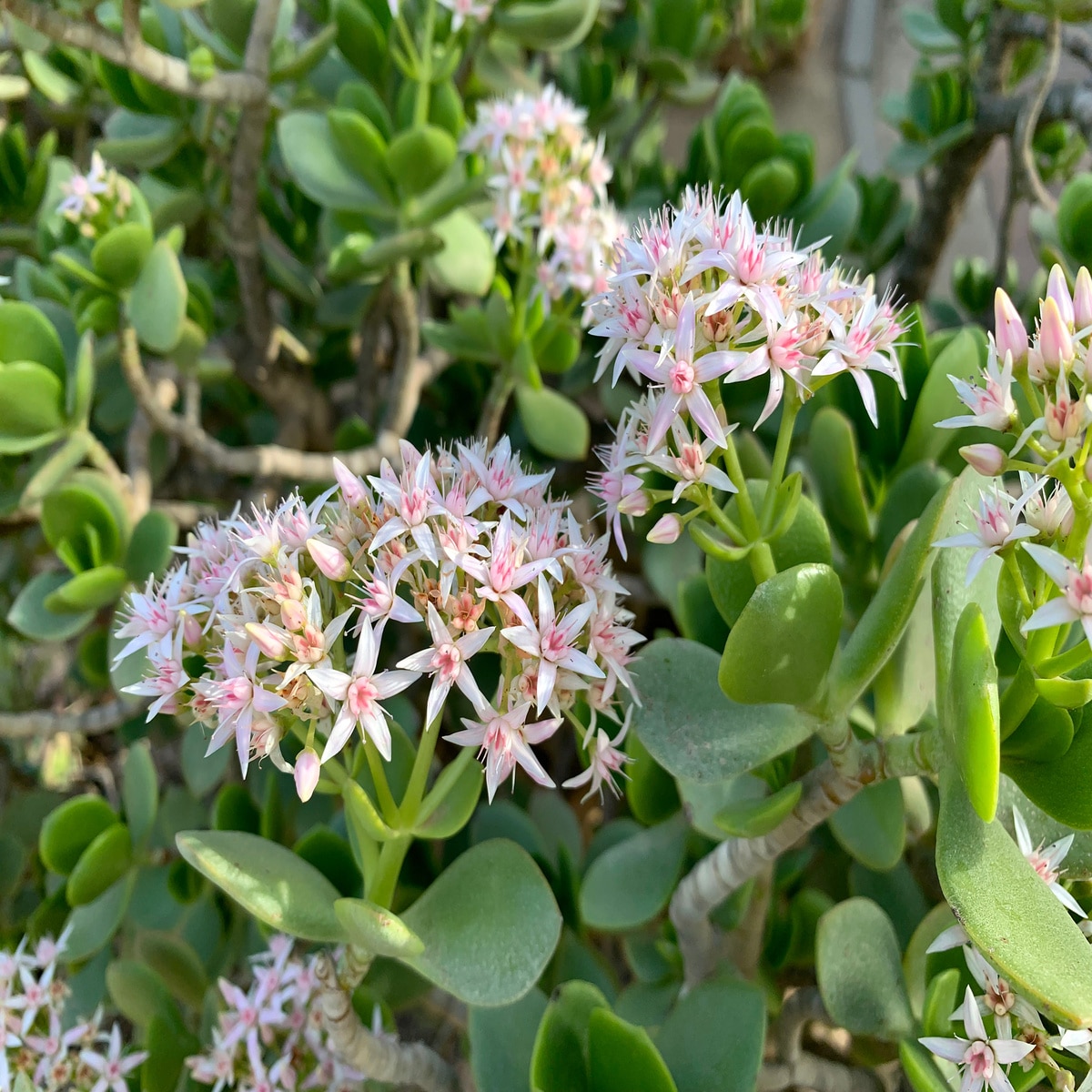Crassula Multicava Fairy Crassula | SiteOne