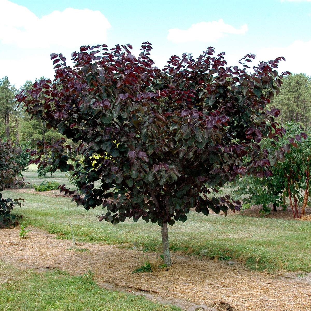 Cercis Canadensis Merlot Eastern Redbud | SiteOne