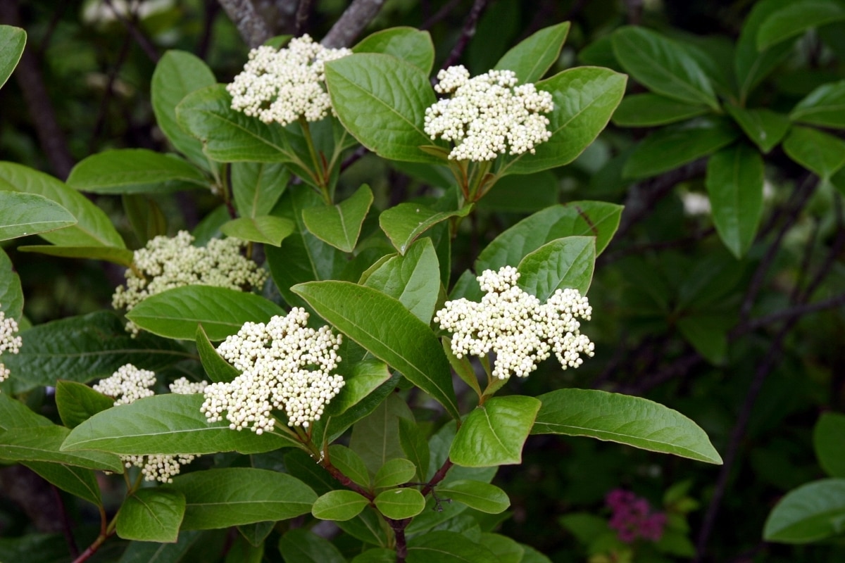 Viburnum Nudum Possumhaw Viburnum | SiteOne