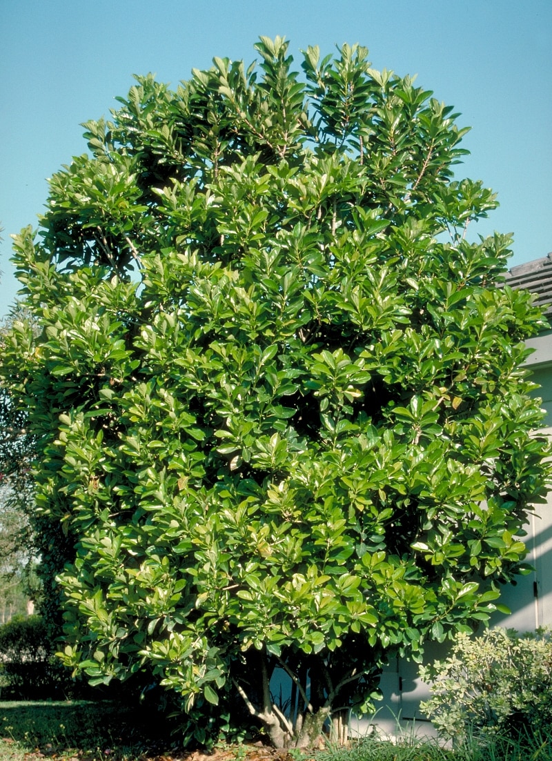 Viburnum Odoratissimum var. Awabuki Sweet Viburnum | SiteOne