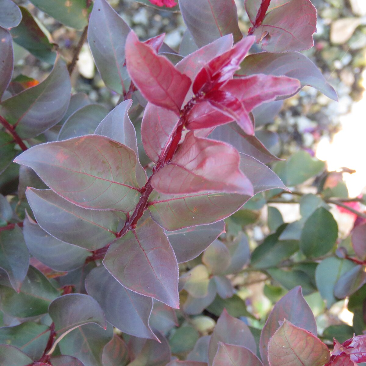 Lagerstroemia Indica Double Dynamite Crape Myrtle | SiteOne