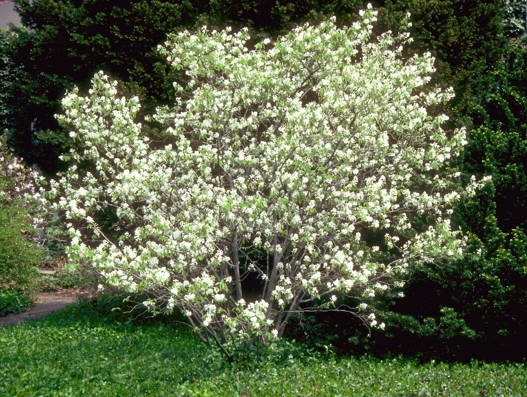 Amelanchier X Grandiflora Robin Hill Apple Serviceberry | SiteOne