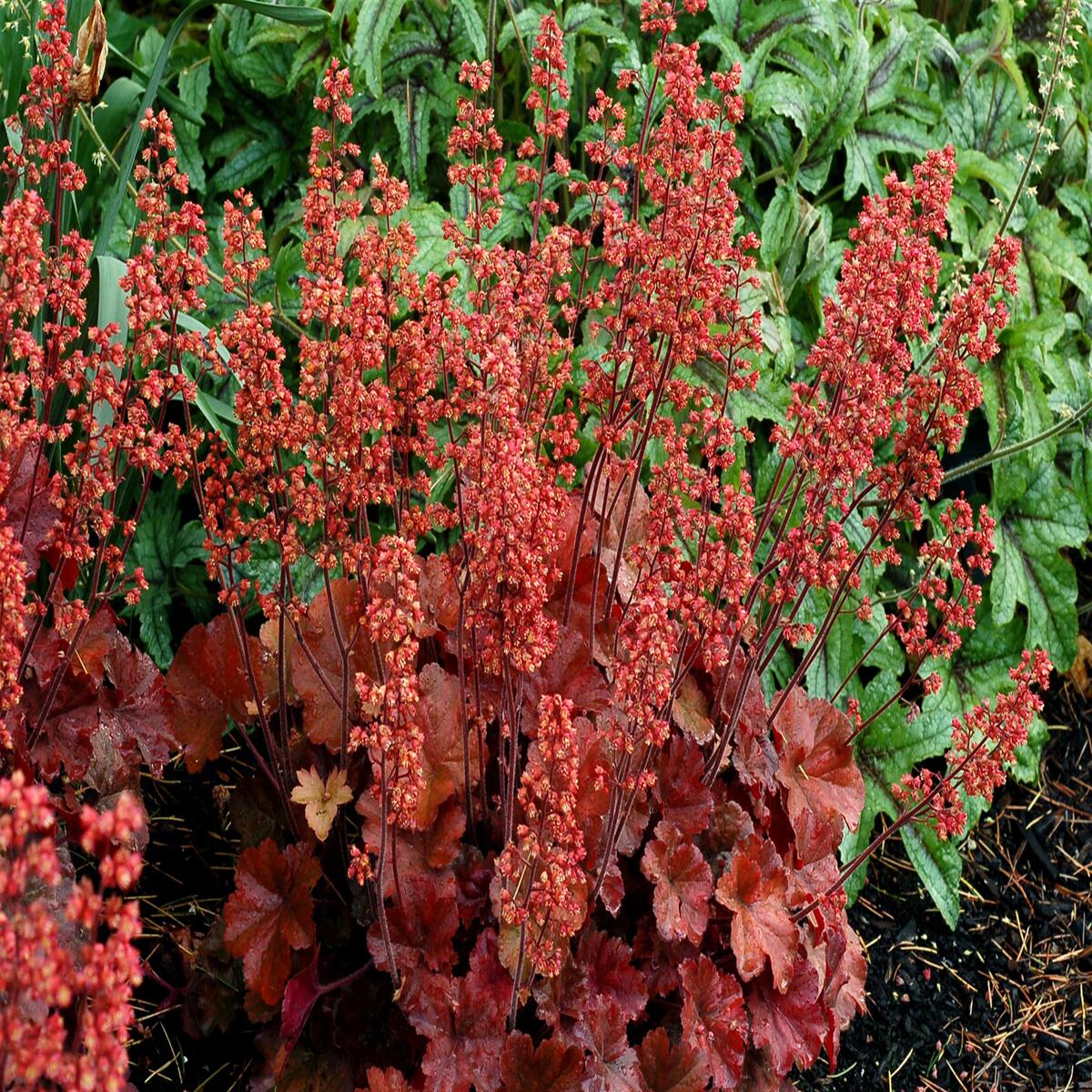 Heuchera X Cherry Cola Coral Bells | SiteOne