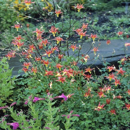 Aquilegia Formosa Crimson Columbine #1 Container | SiteOne