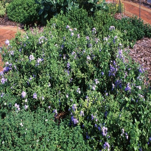 Plumbago Auriculata Imperial Blue Cape Leadwort | SiteOne