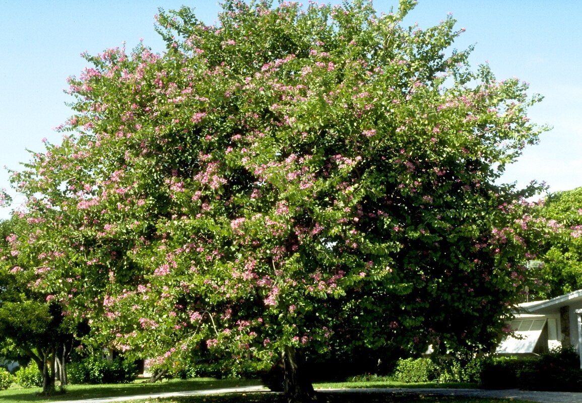 Bauhinia X Blakeana Hong Kong Orchid Tree | SiteOne