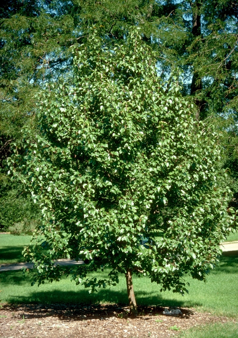 Pyrus Calleryana Autumn Blaze Flowering Pear | SiteOne