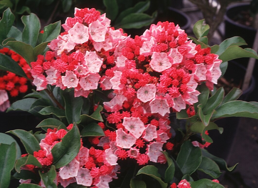 Kalmia Latifolia Raspberry Glow Mountain Laurel | SiteOne