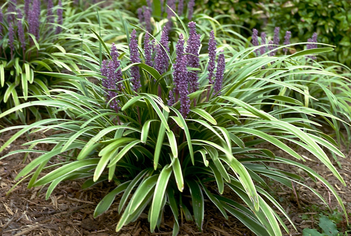Liriope Muscari Variegata Variegated Lilyturf | SiteOne