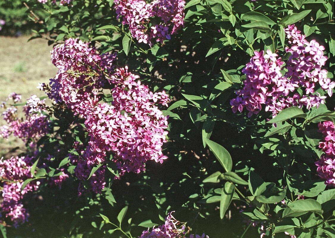 Syringa X Persica Persian Lilac | SiteOne