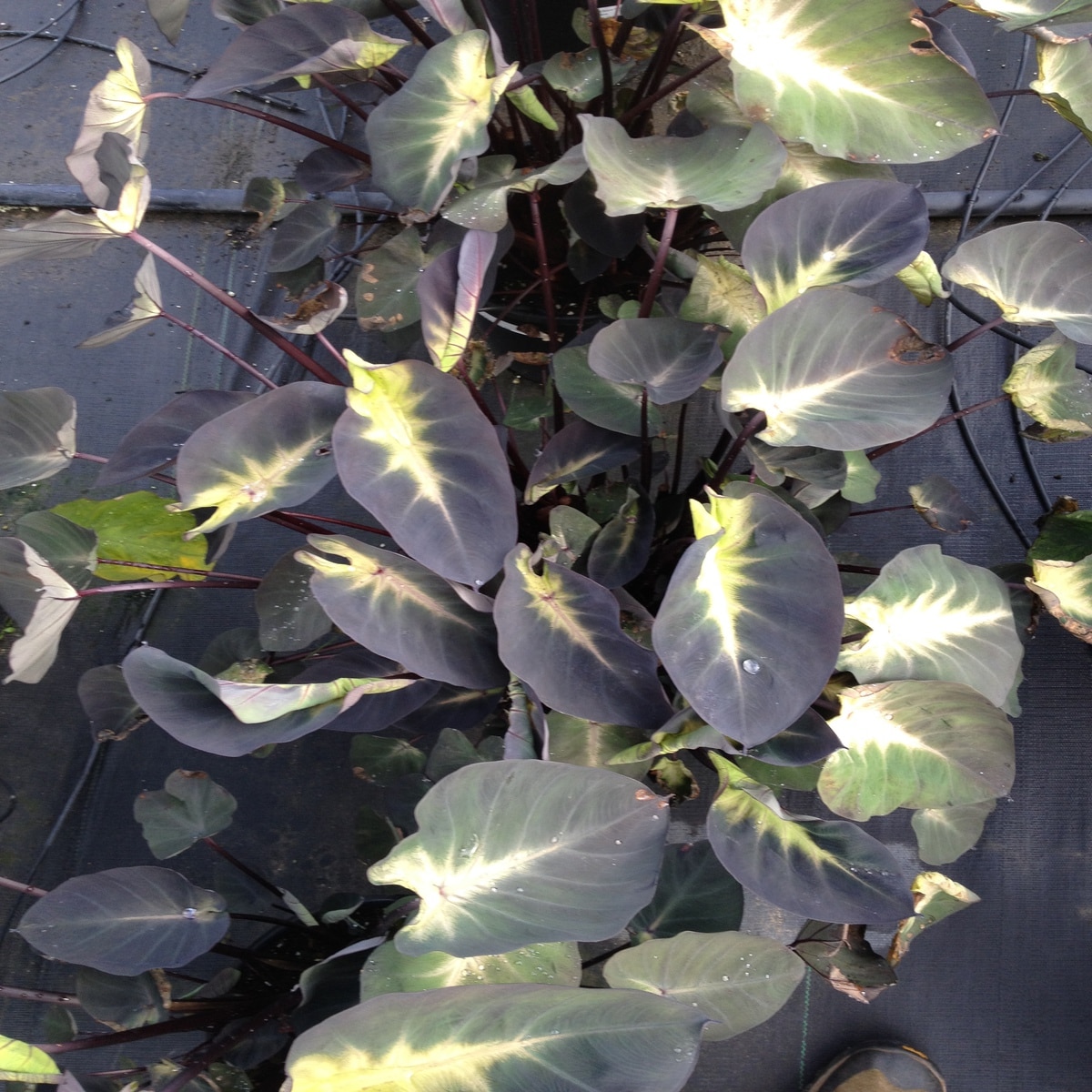 Colocasia Esculenta Royal Hawaiian Aloha Elephant Ear | SiteOne