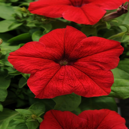 Petunia X Hybrida Pretty Grand Red Petunia | SiteOne