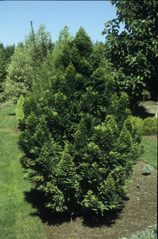 Taxodium Distichum Peve Minaret Dwarf Bald Cypress | SiteOne