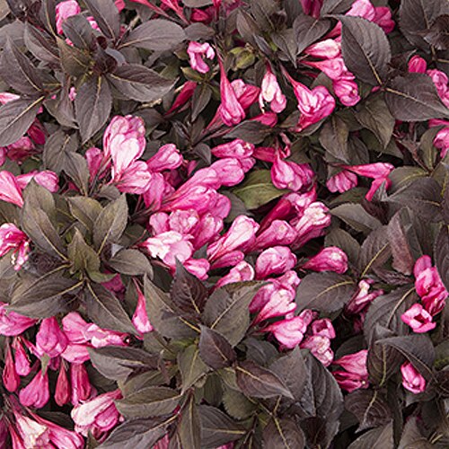 Weigela Florida Coco Krunch Weigela | SiteOne