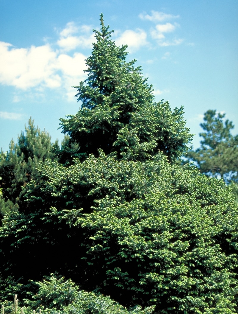 Picea Omorika Nana Serbian Spruce | SiteOne