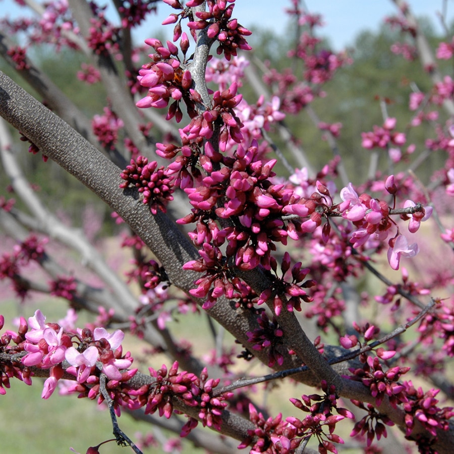 Cercis Canadensis Merlot Eastern Redbud | SiteOne