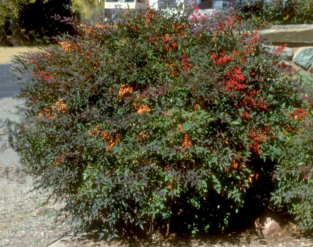 Nandina Domestica Heavenly Bamboo | SiteOne