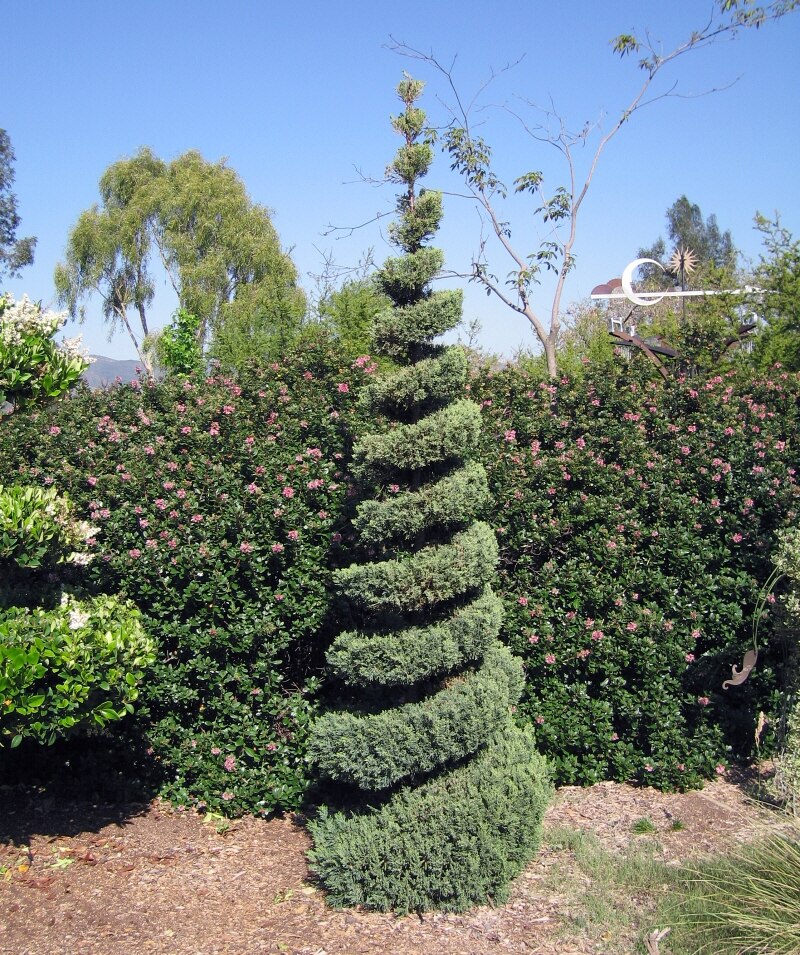 Juniperus Chinensis Blue Point Chinese Juniper | SiteOne