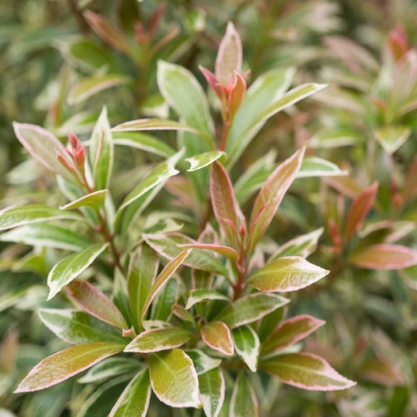 Pieris Japonica Little Heath Japanese Andromeda | SiteOne