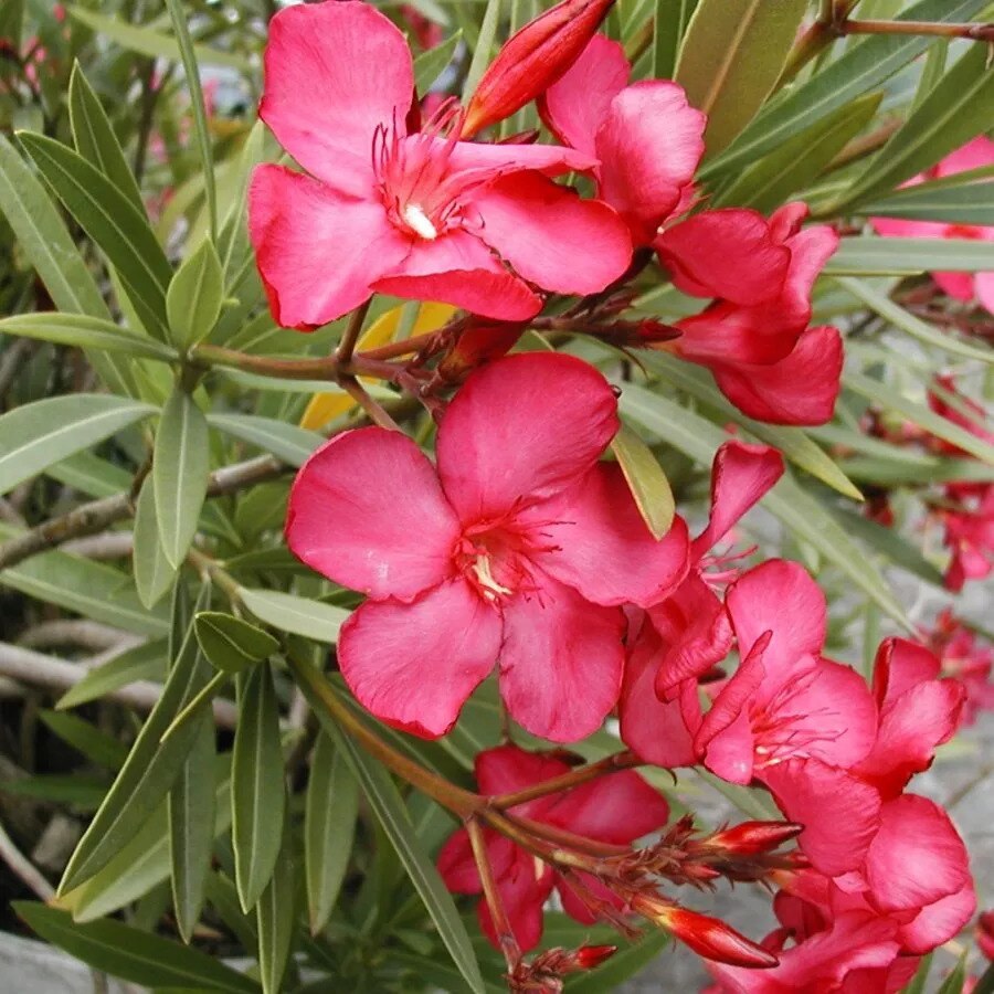 Nerium Oleander Little Red Oleander | SiteOne