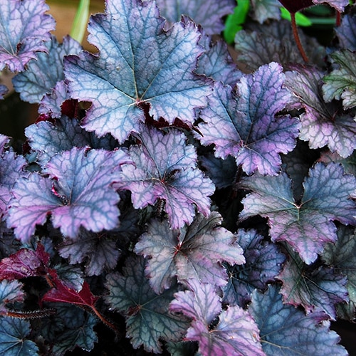 Frosted Violet Coral Bells