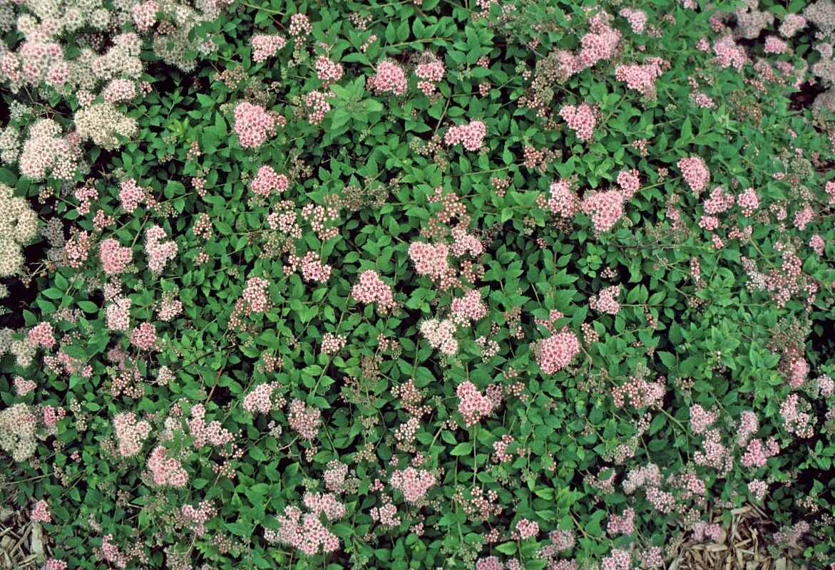 Spiraea Japonica Alpina Spirea | SiteOne