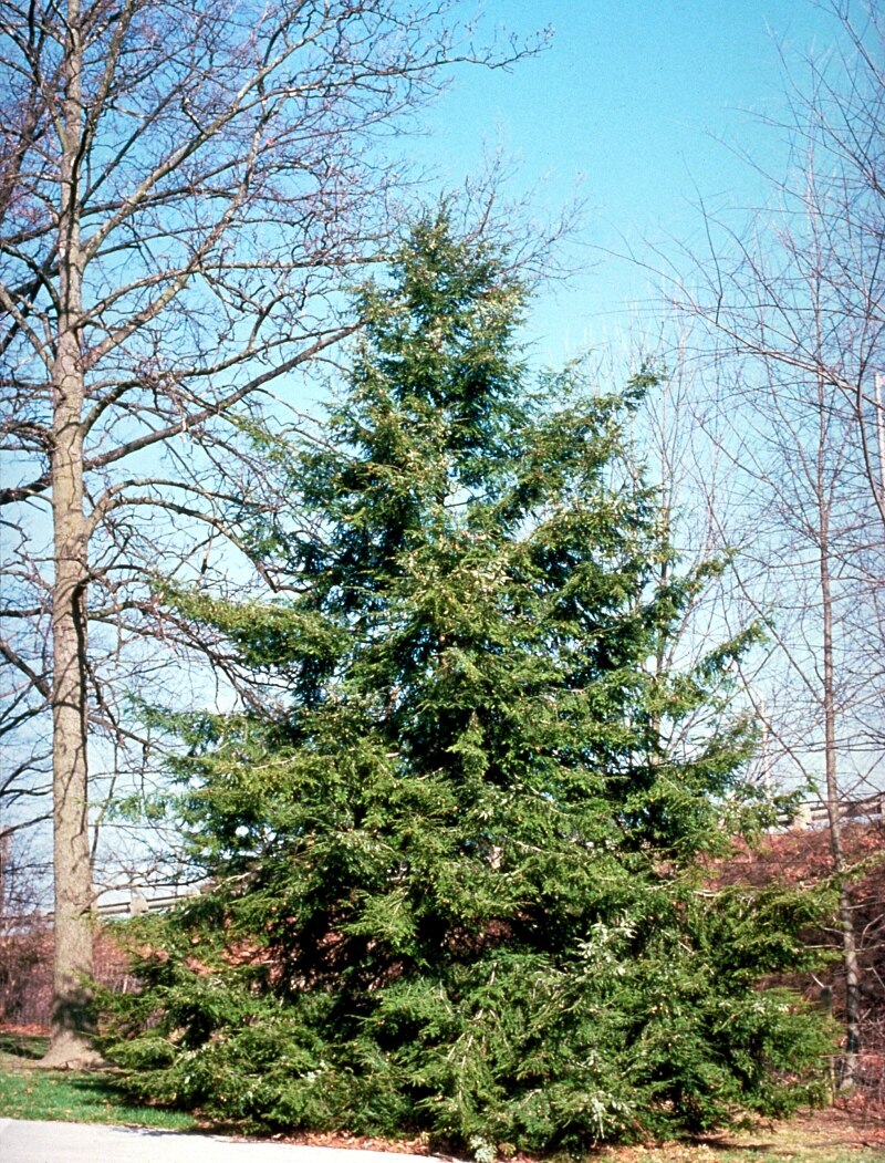 Tsuga Canadensis Eastern Hemlock | SiteOne