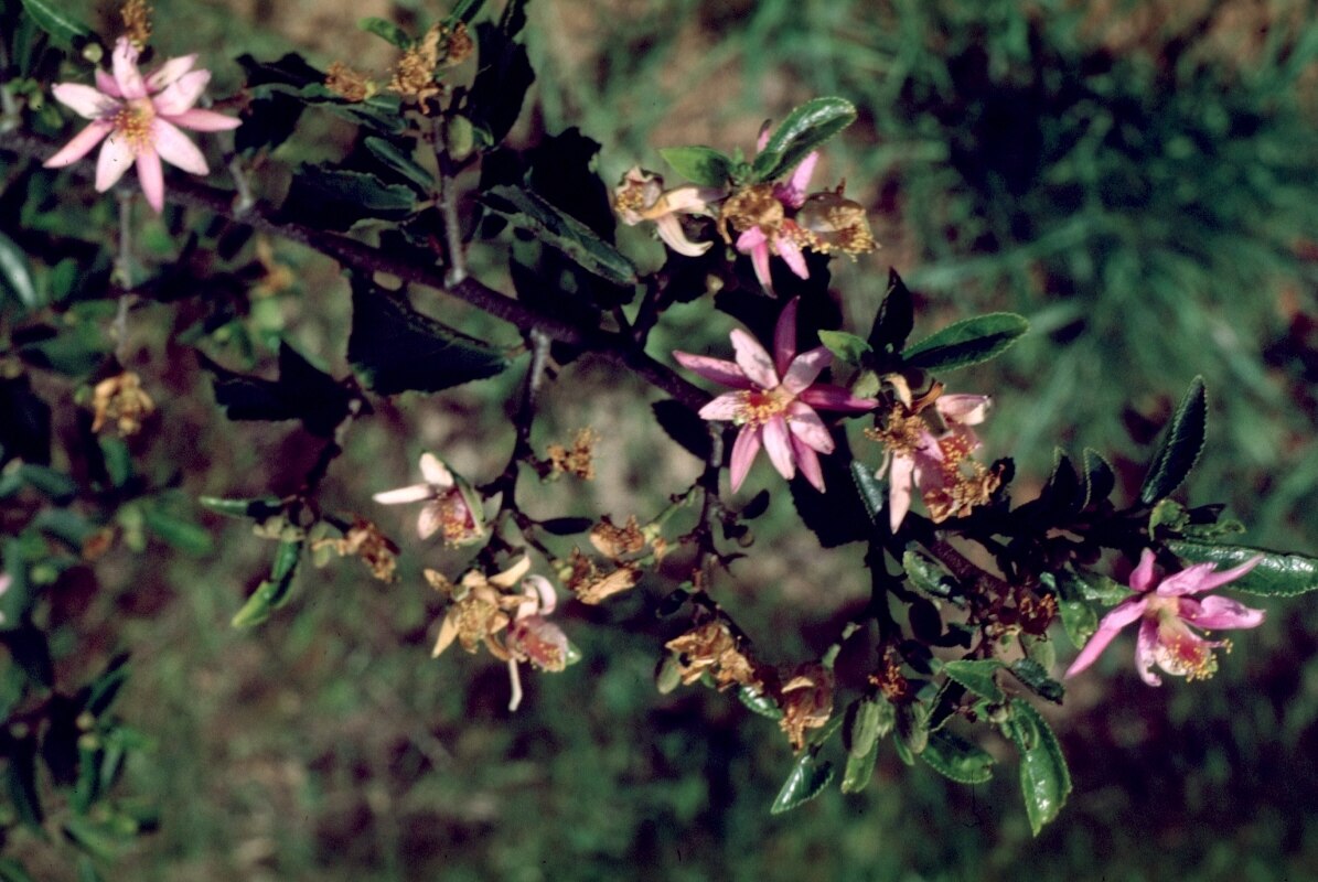 Grewia Occidentalis Lavender Star Flower Tree | SiteOne