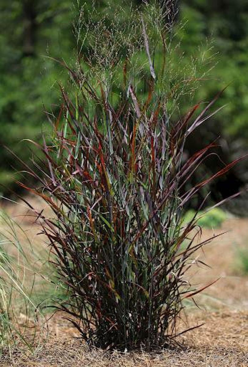 Panicum Virgatum Hot Rod Switch Grass | SiteOne