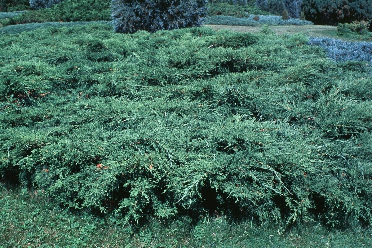 Juniperus X Pfitzeriana Juniper | SiteOne